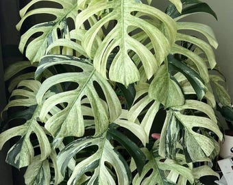 LARGE FORM Monstera Deliciosa ‘white Monster’ Variegated. Already ...