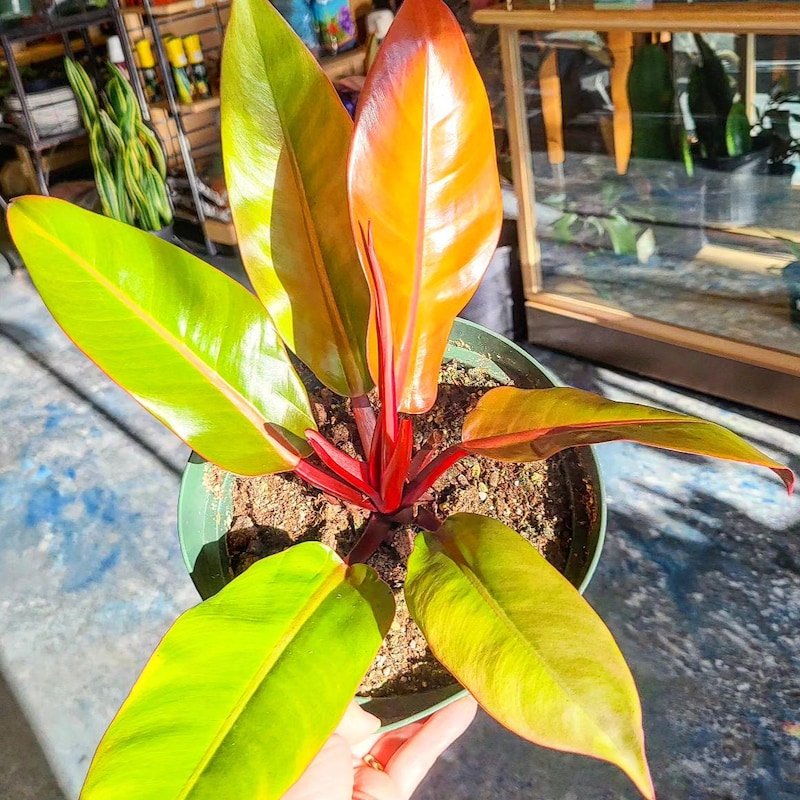 Prince of Orange Philodendron - Etsy