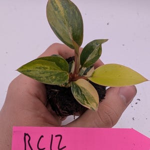 Philodendron Red Congo Variegated - Etsy