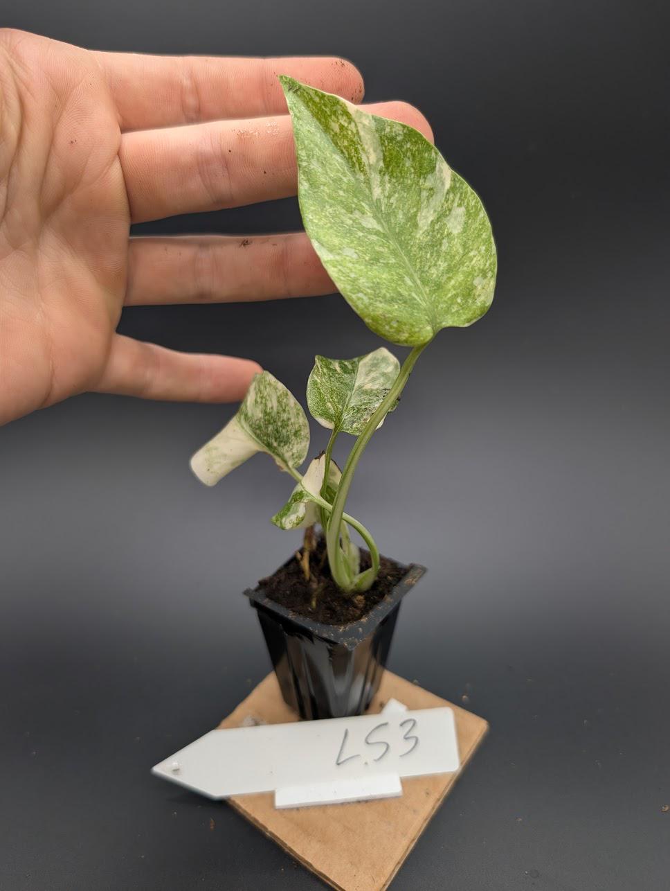 Monstera Legacy *EXACT PLANT* - Etsy