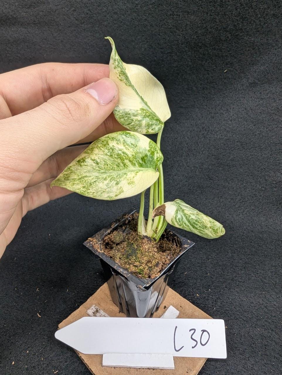 Monstera Legacy *EXACT PLANT* - Etsy