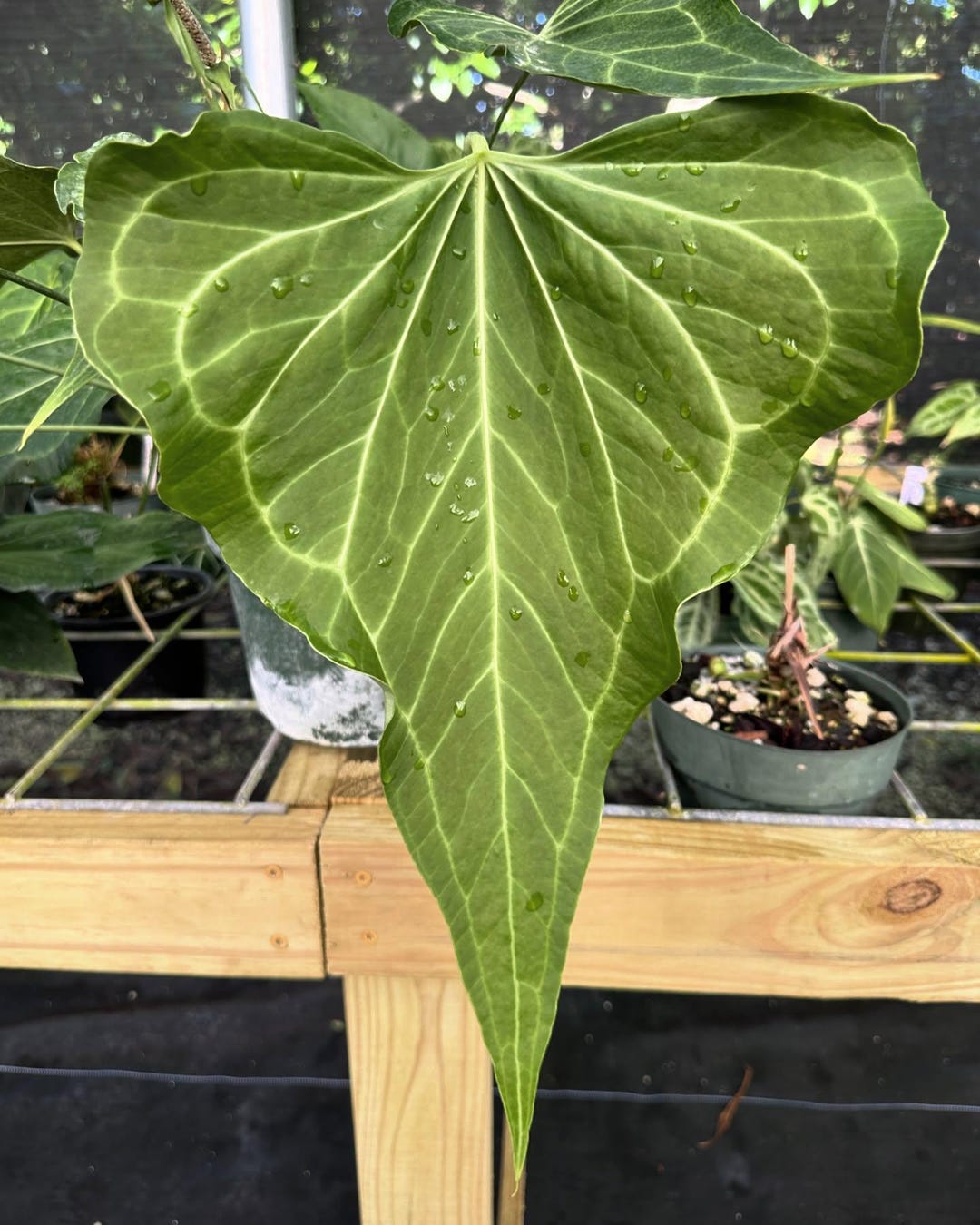 Anthurium Delta Force - Etsy