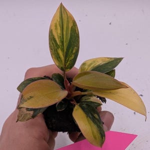 Philodendron Red Congo Variegated - Etsy
