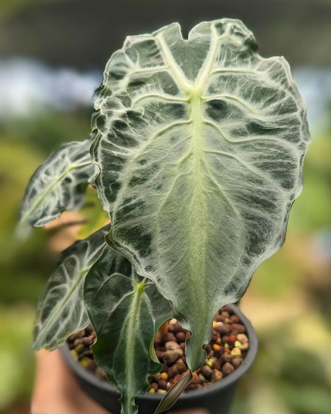 Alocasia Venom *EXACT PLANT* - Etsy