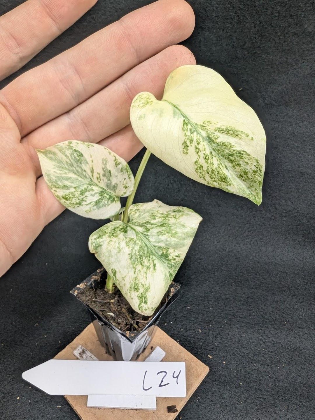 Monstera Legacy *EXACT PLANT* - Etsy