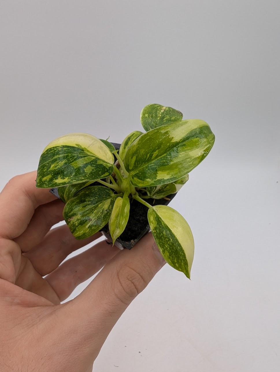 Philodendron Green Congo Nuclear - Etsy