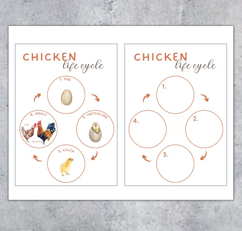 FARM ANIMALS Life Cycle Printable 5x7 Flashcards and Matching ...