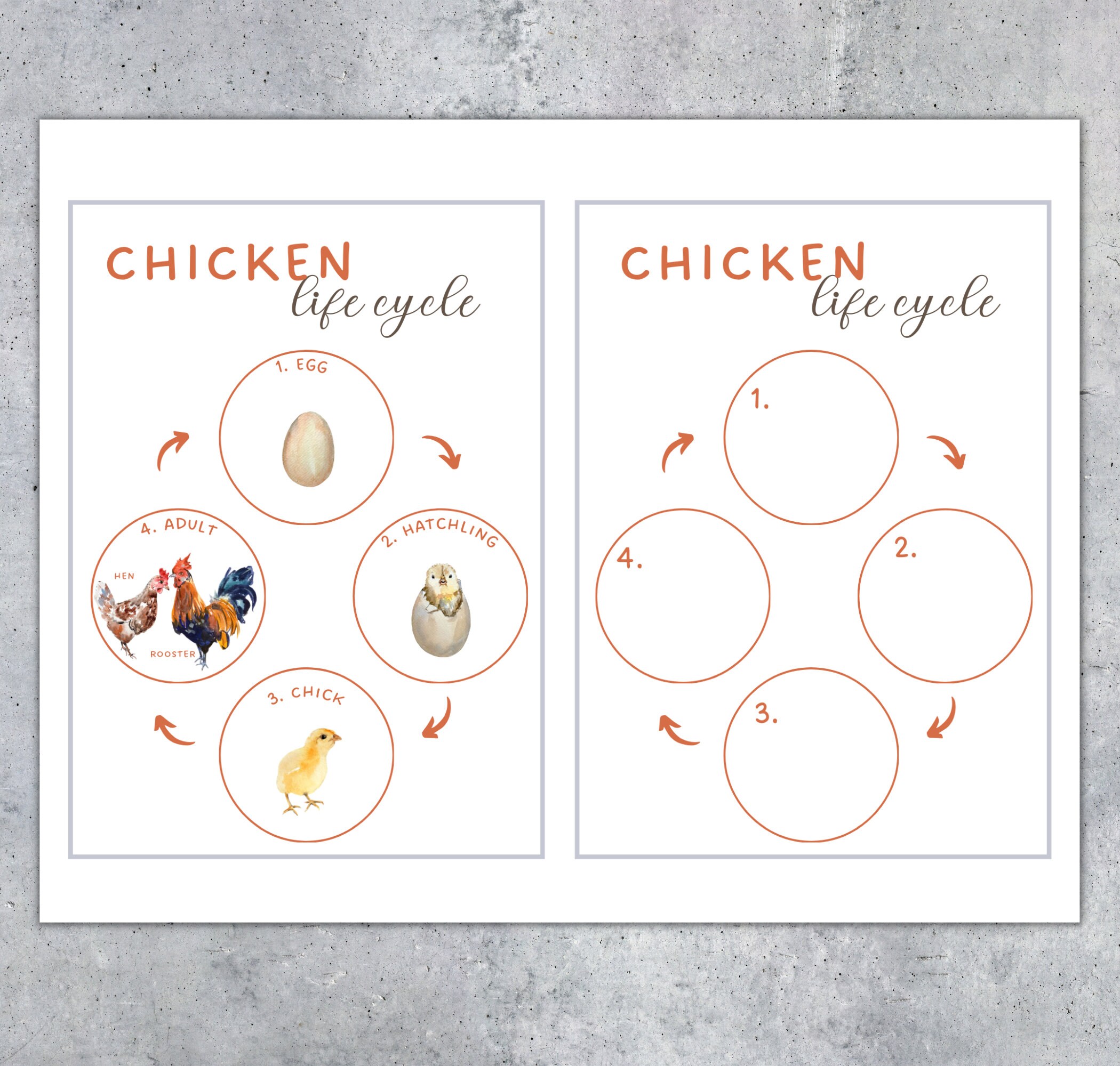 FARM ANIMALS Life Cycle Printable 5x7" Flashcards and Matching ...