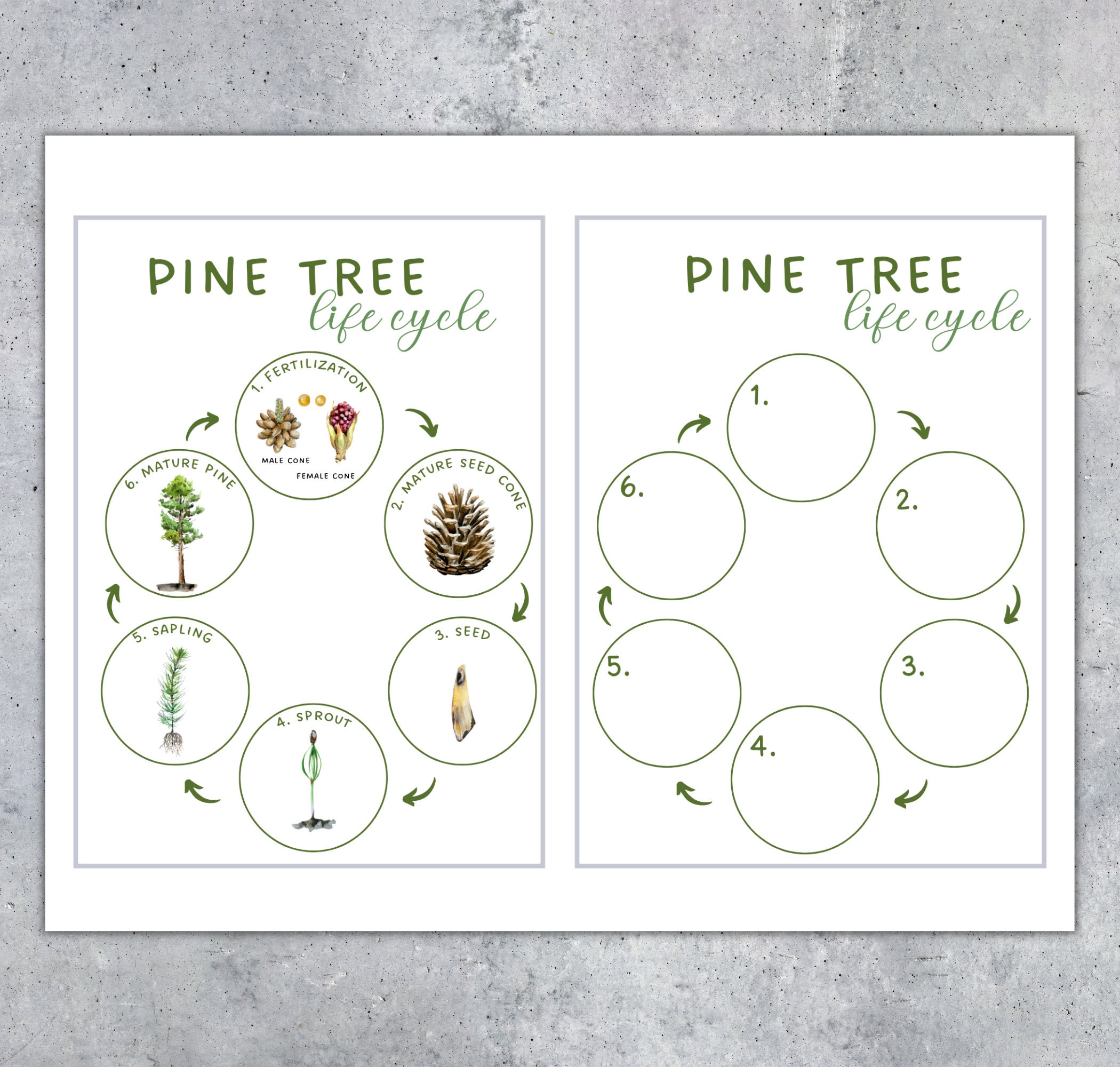 TREES Life Cycle Printable 5x7" Flashcards and Matching Worksheets (5x7 ...