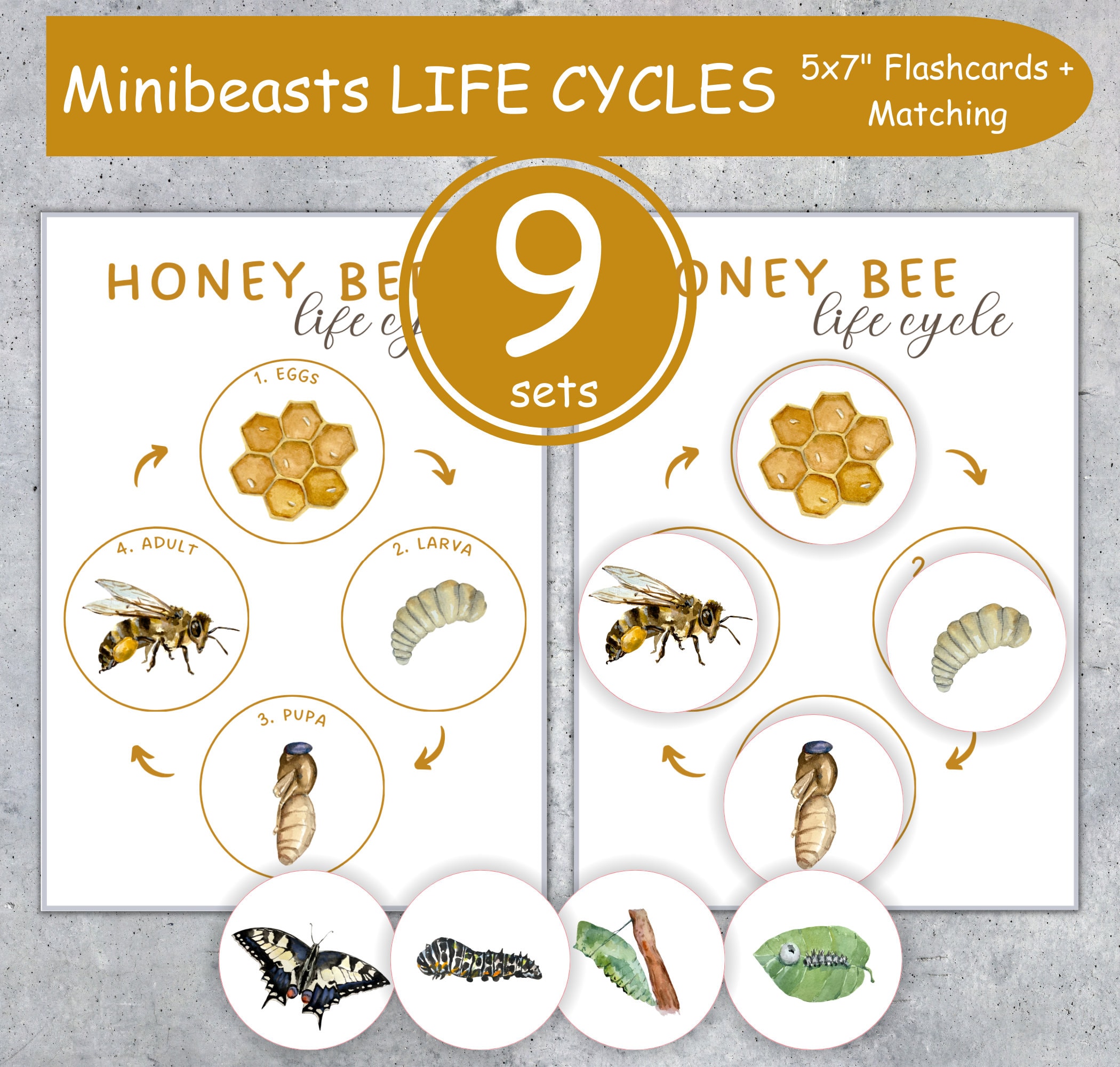 MINIBEASTS Life Cycle Printable 5x7" Flashcards and Matching Worksheets ...
