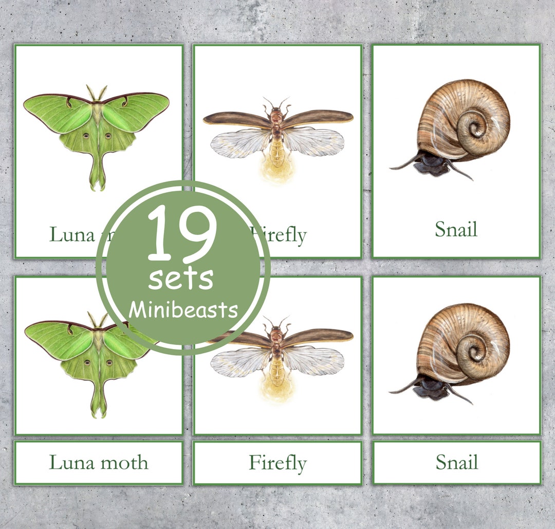 MINIBEASTS Montessori 3 Part Cards. Preschool Vocabulary Activity ...