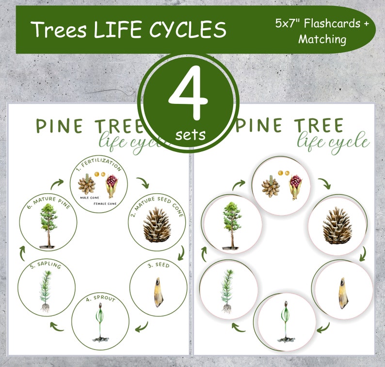 TREES Life Cycle Printable 5x7 Flashcards and Matching Worksheets 5x7 ...