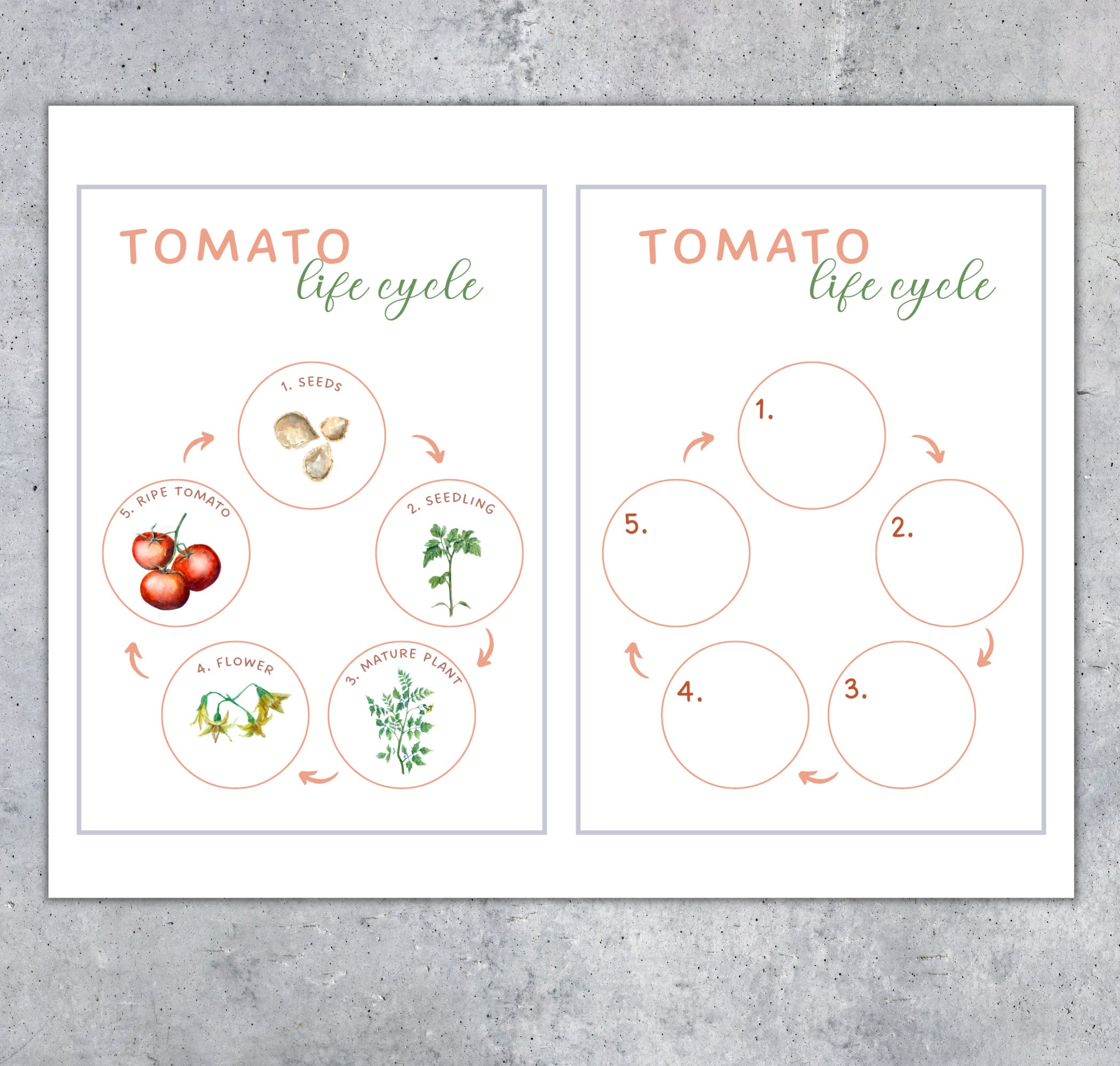 PLANTS Life Cycle Printable 5x7" Flashcards and Matching Worksheets ...