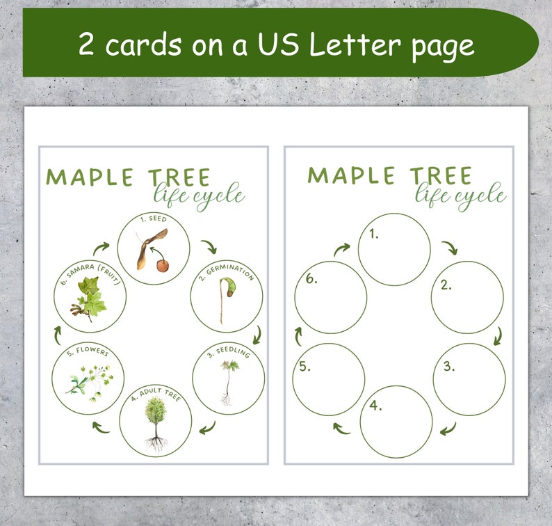 TREES Life Cycle Printable 5x7 Flashcards and Matching Worksheets 5x7 ...