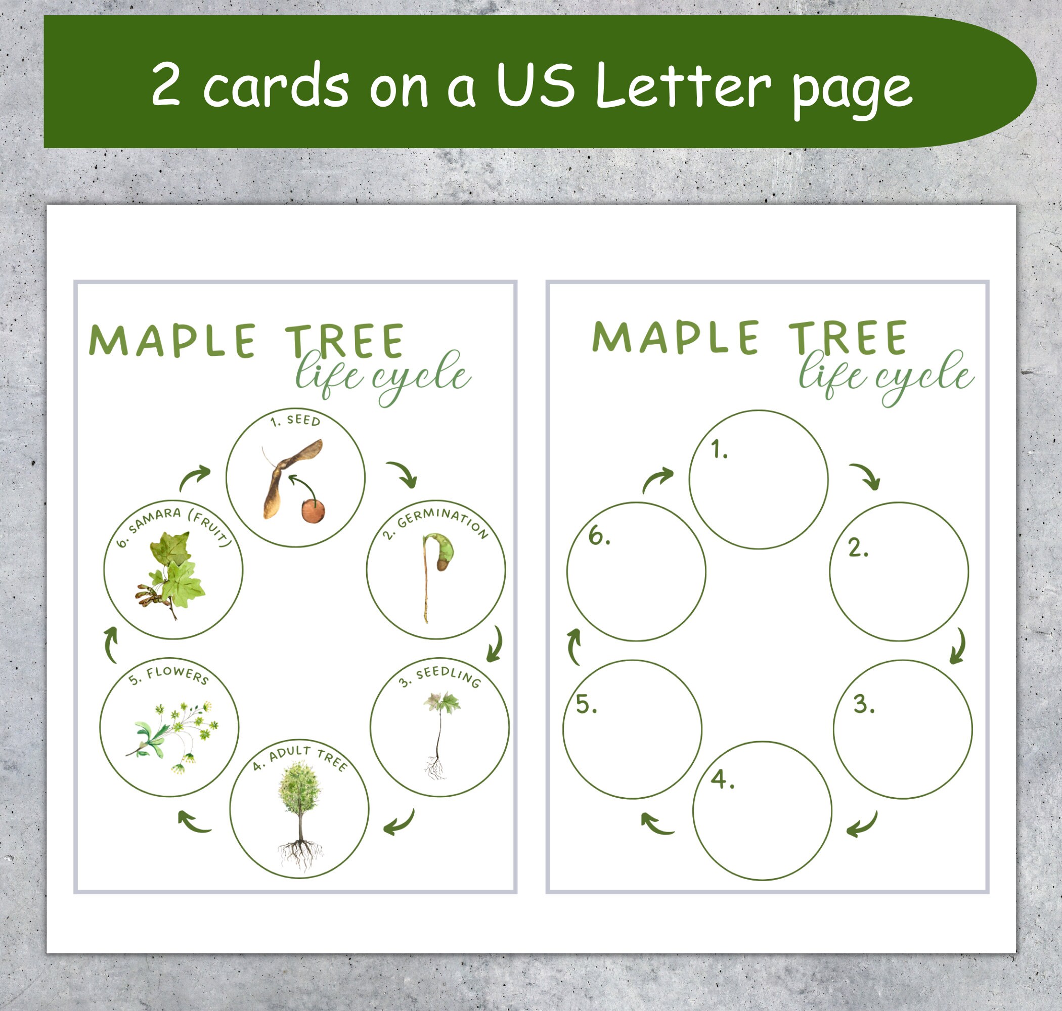 TREES Life Cycle Printable 5x7 Flashcards and Matching Worksheets 5x7 ...