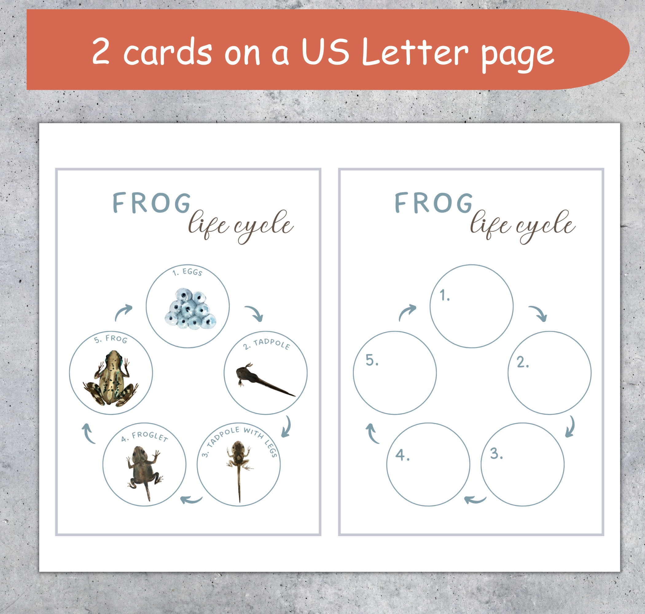 Fauna Life Cycle Printable 5x7 Flashcards and Matching Worksheets 5x7 ...