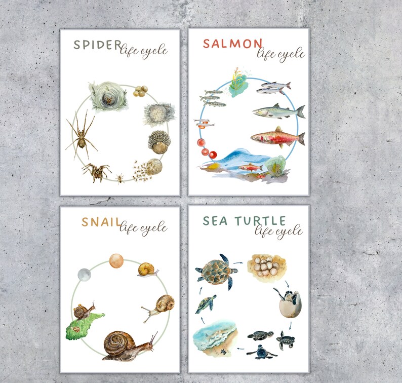 Life Cycle Printable 5x7 Flashcards. Montessori, Instant Download ...