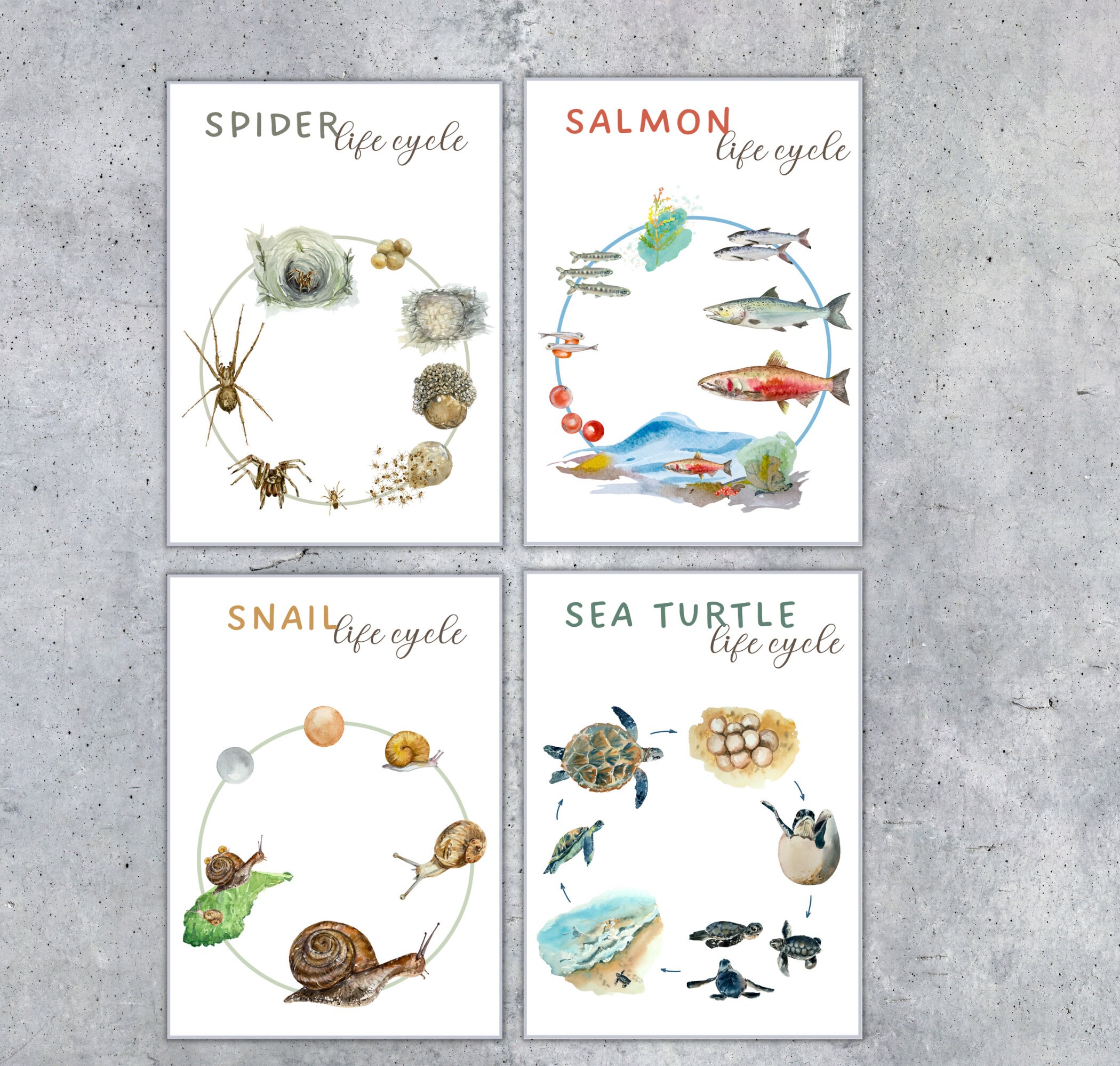 Life Cycle Printable 5x7 Flashcards. Montessori, Instant Download ...