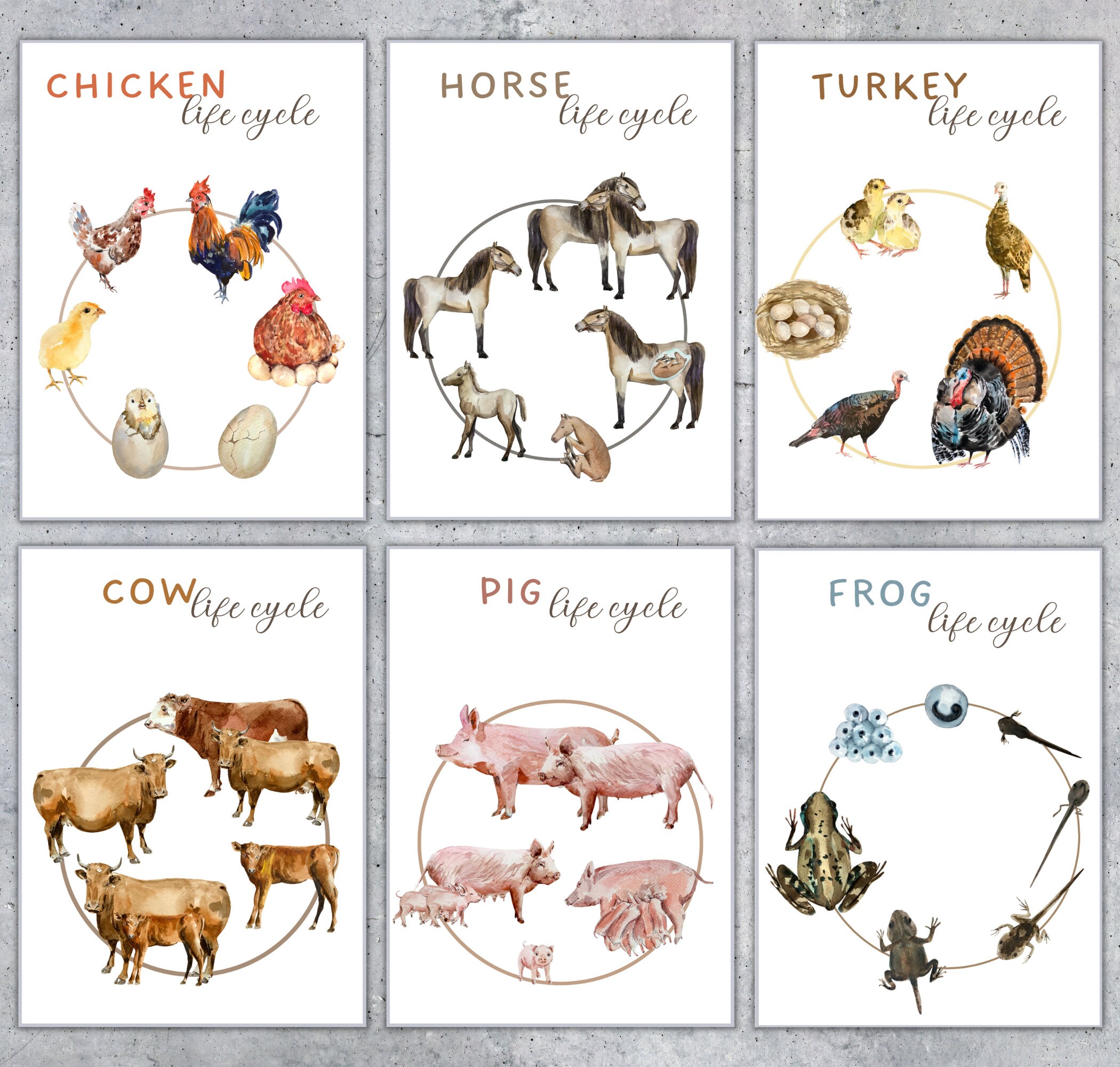 Life Cycle Printable 5x7 Flashcards. Montessori, Instant Download ...