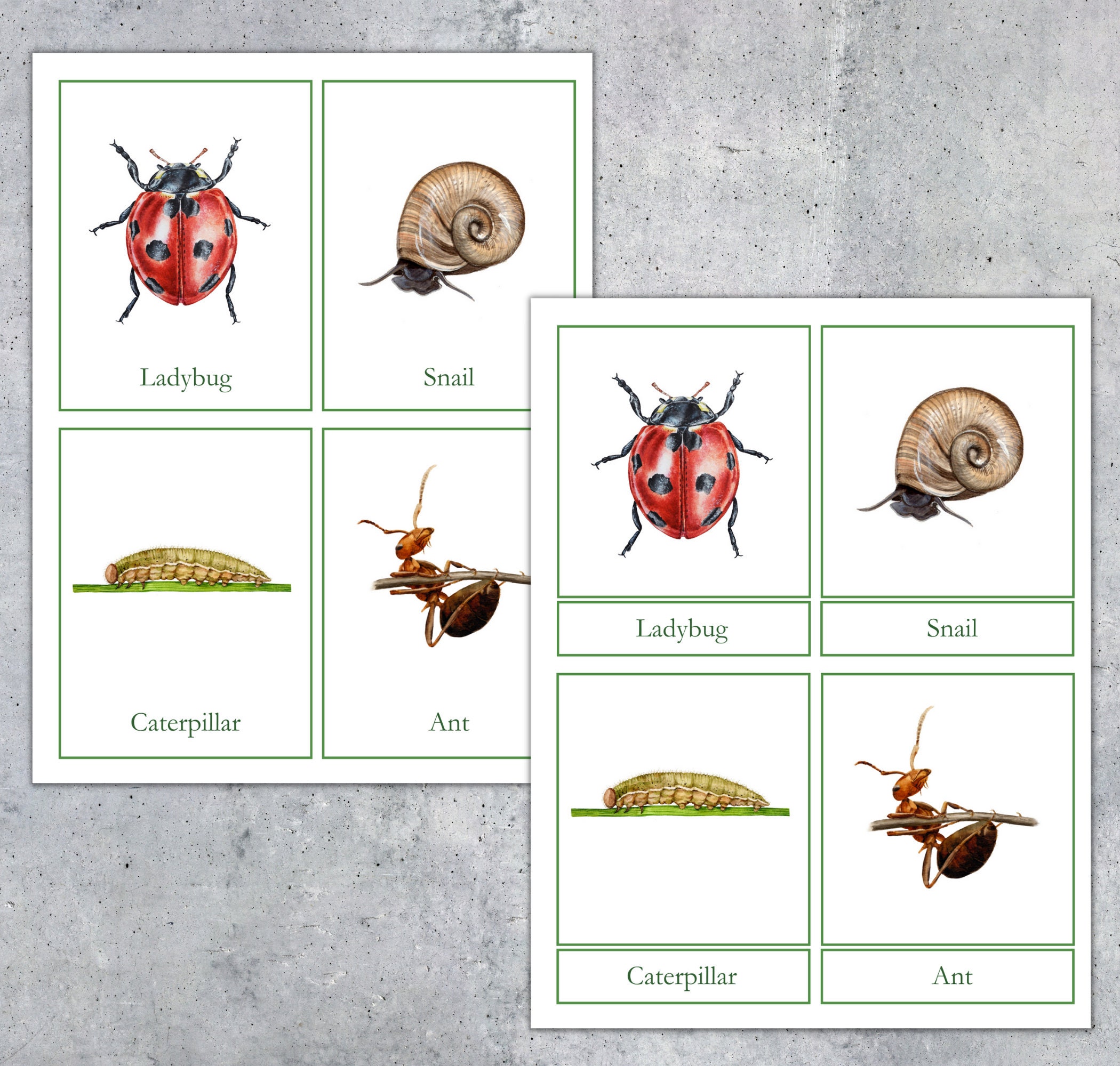MINIBEASTS Montessori 3 Part Cards. Preschool Vocabulary Activity ...