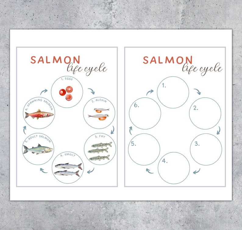 Fauna Life Cycle Printable 5x7 Flashcards and Matching Worksheets 5x7 ...