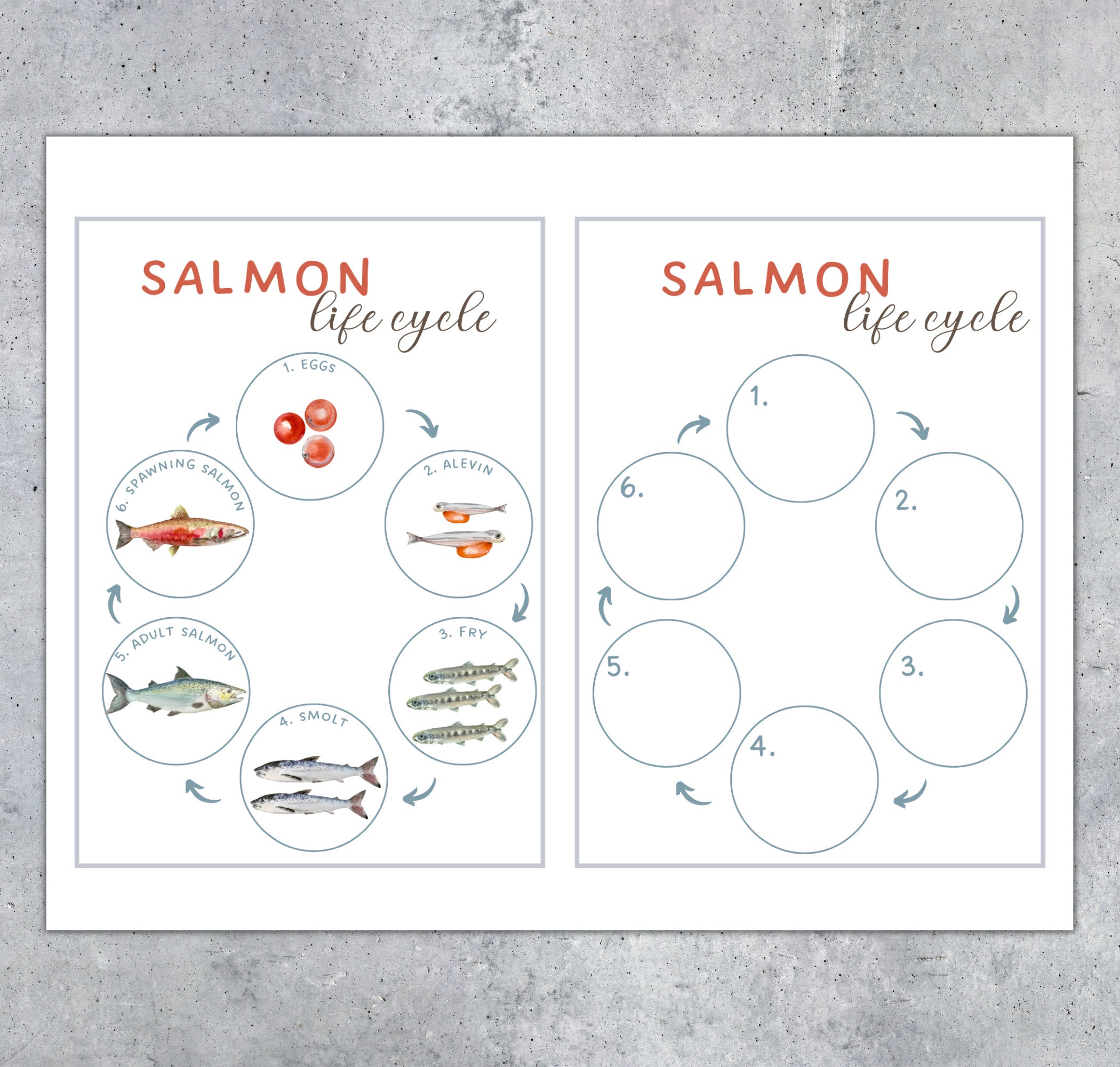 Fauna Life Cycle Printable 5x7 Flashcards and Matching Worksheets 5x7 ...