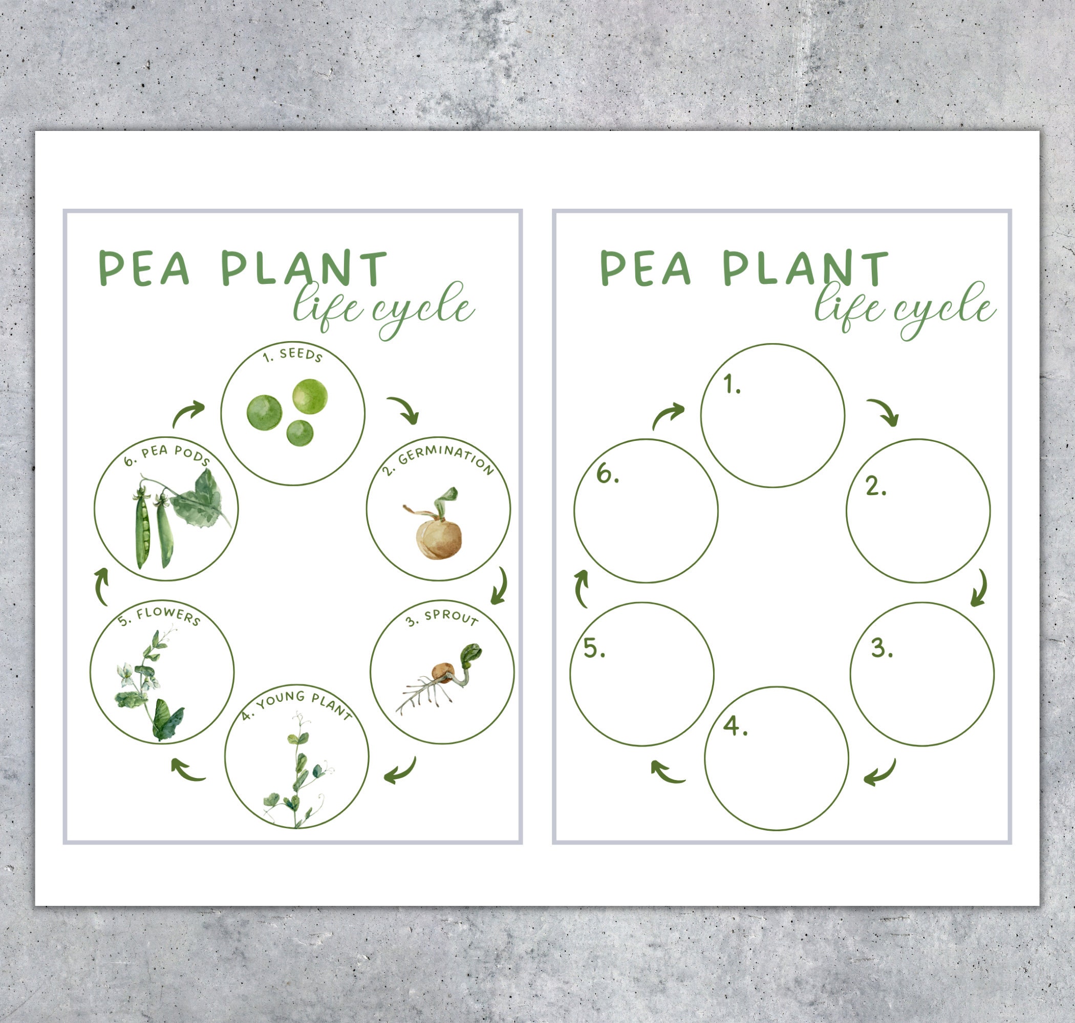 PLANTS Life Cycle Printable 5x7 Flashcards and Matching Worksheets 5x7 ...