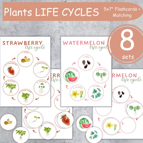 Plant Life Cycle - Etsy