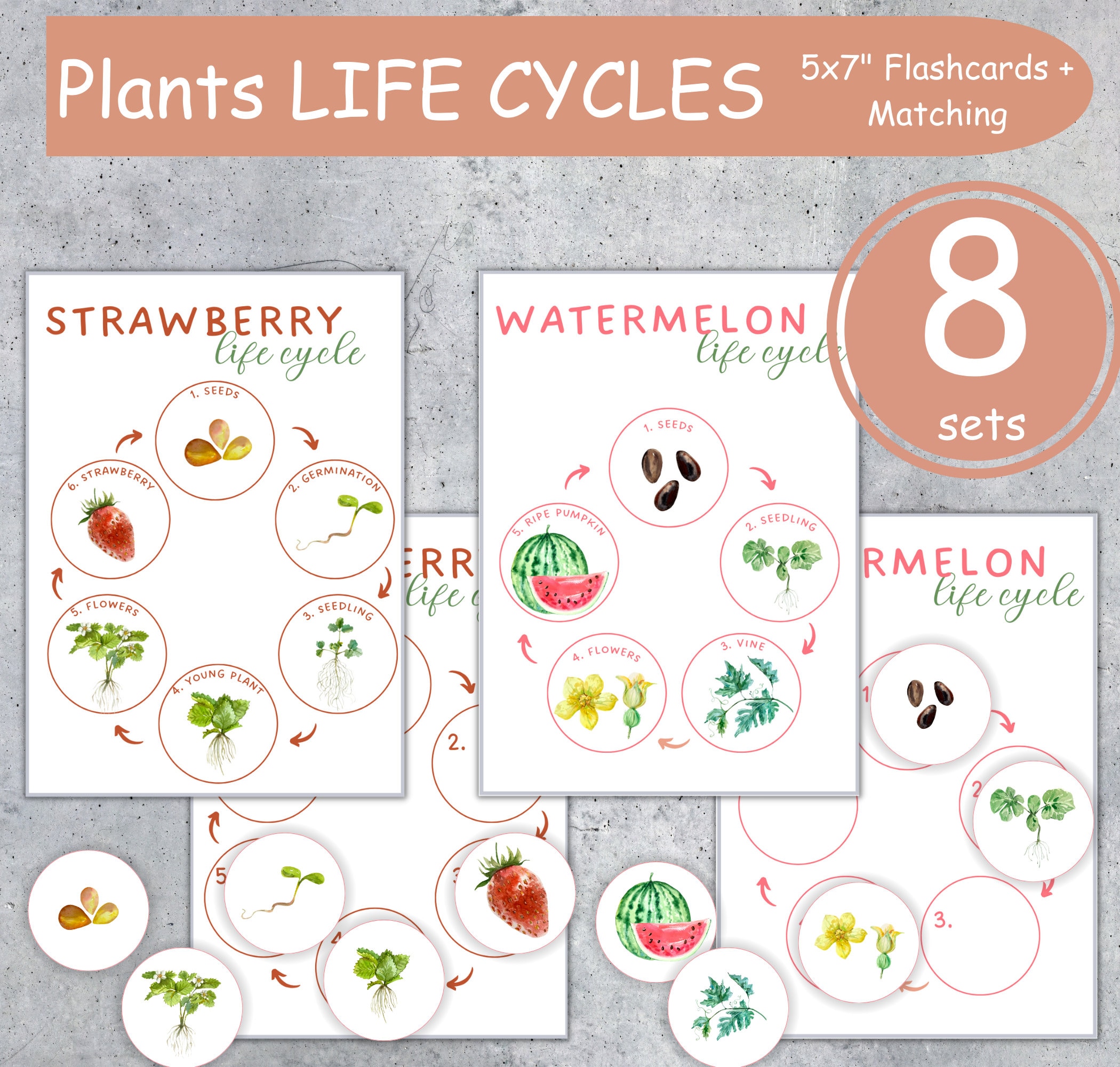 PLANTS Life Cycle Printable 5x7" Flashcards and Matching Worksheets ...