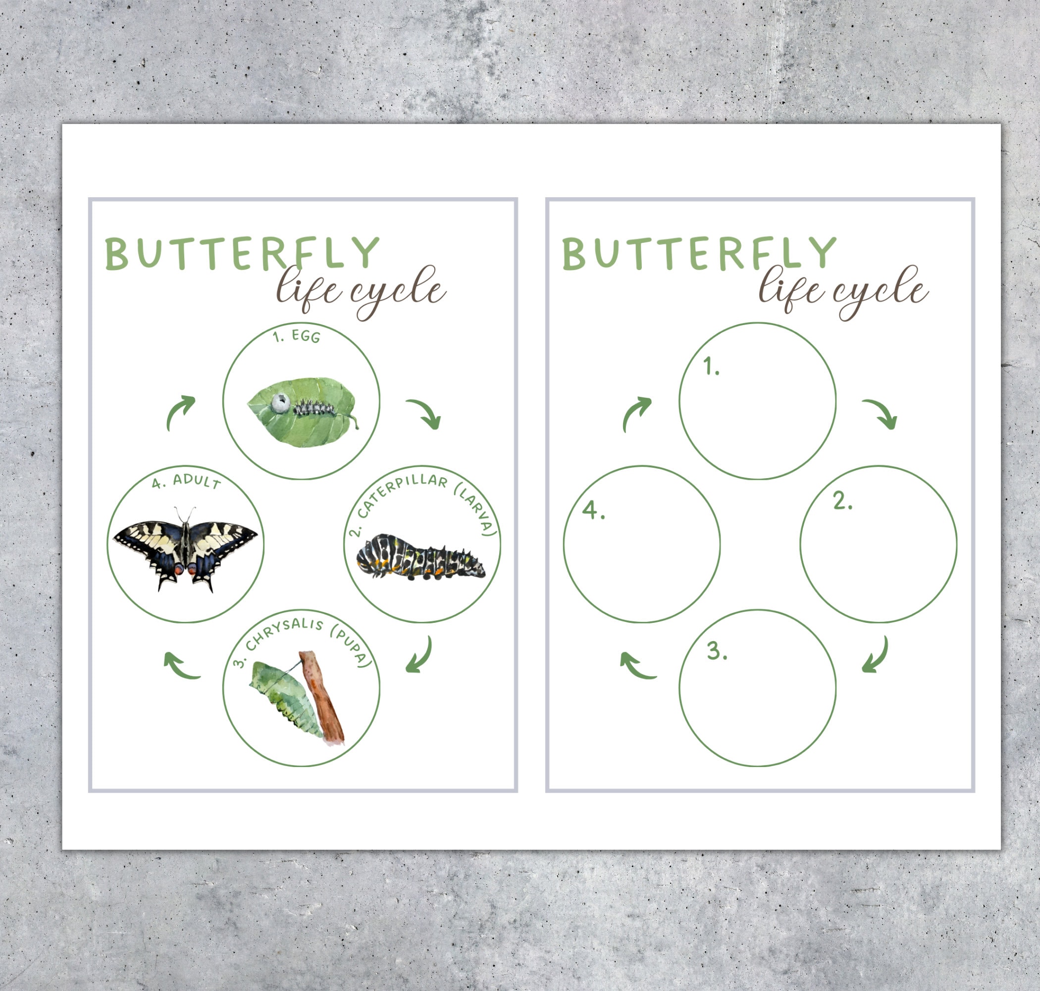 MINIBEASTS Life Cycle Printable 5x7" Flashcards and Matching Worksheets ...