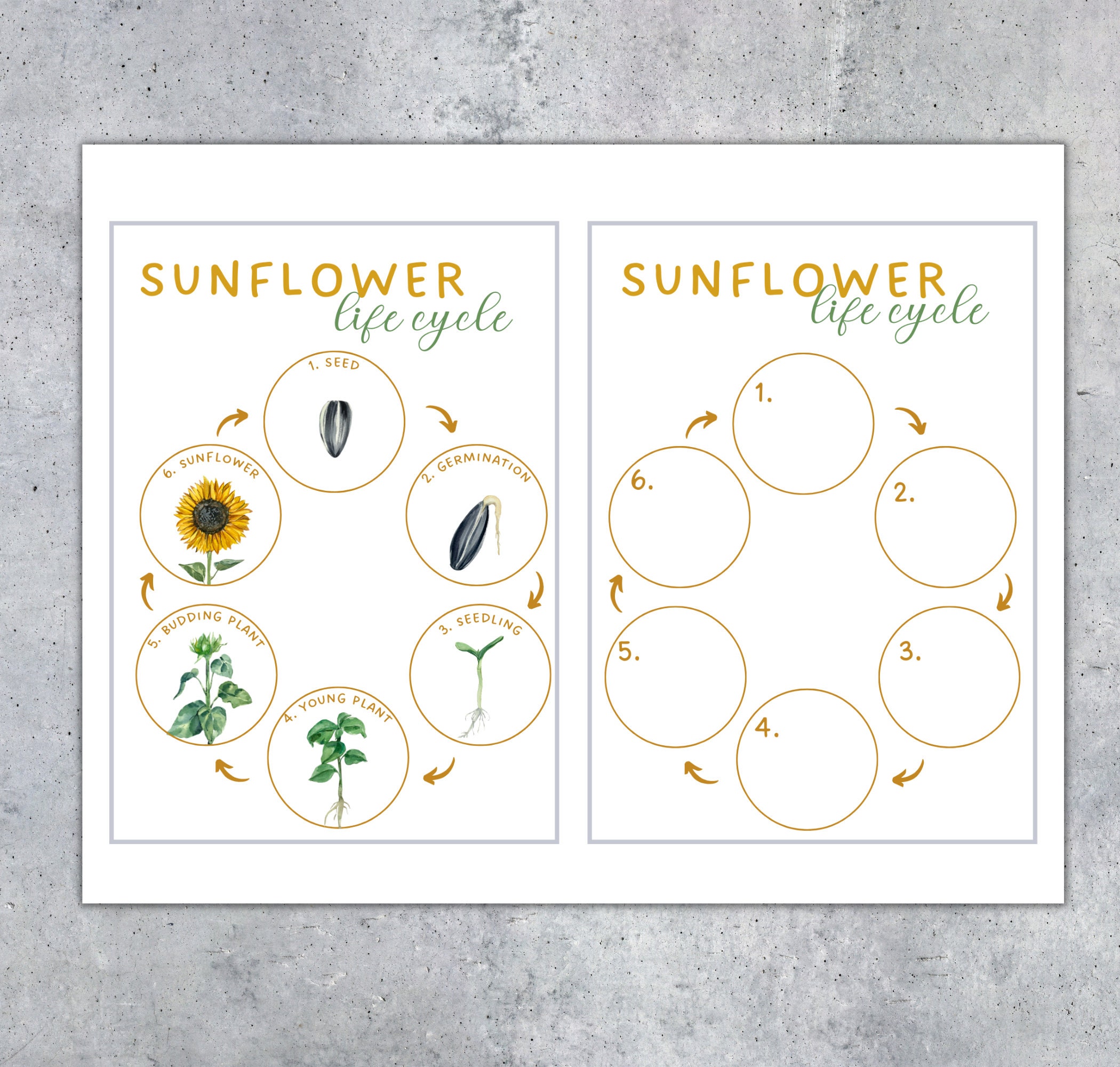 PLANTS Life Cycle Printable 5x7" Flashcards and Matching Worksheets ...