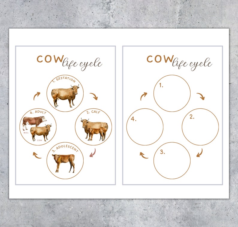 FARM ANIMALS Life Cycle Printable 5x7 Flashcards and Matching ...