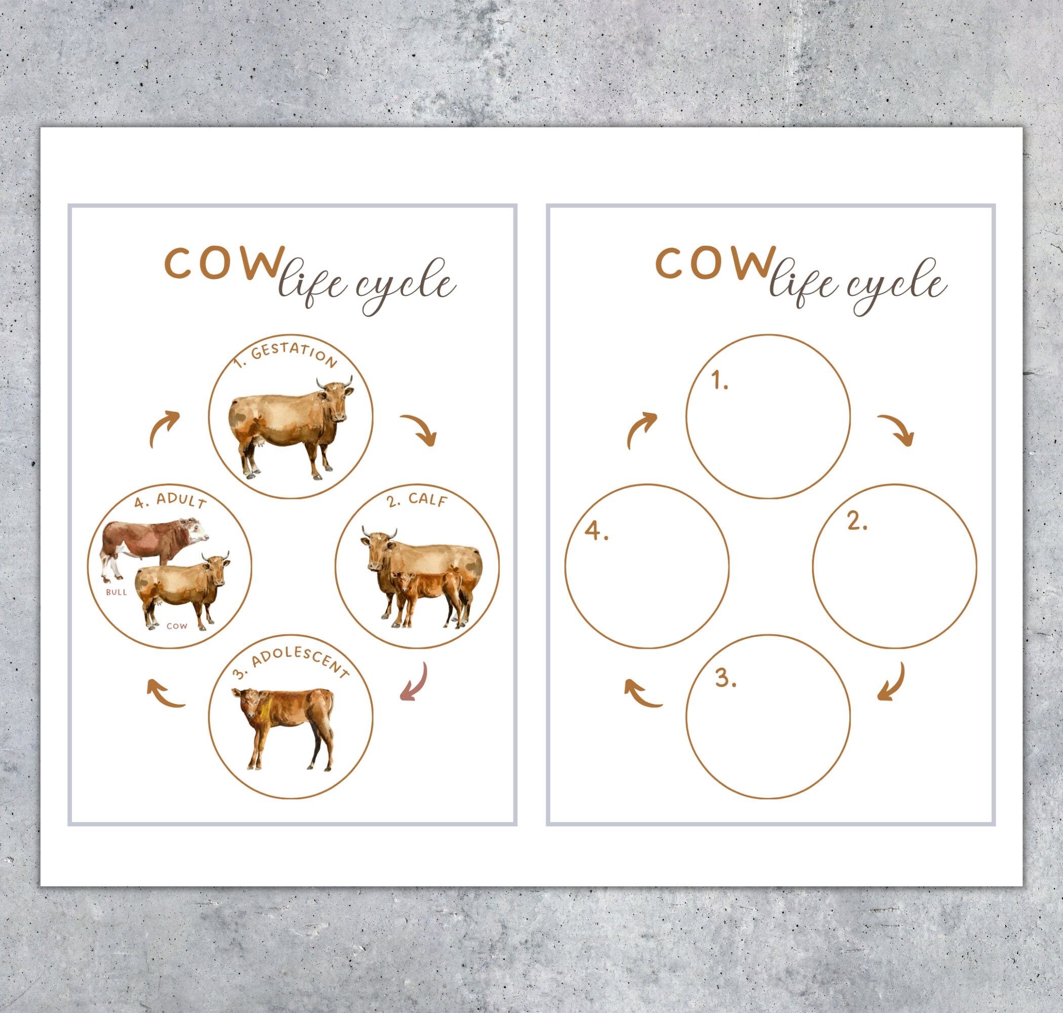 FARM ANIMALS Life Cycle Printable 5x7 Flashcards and Matching ...
