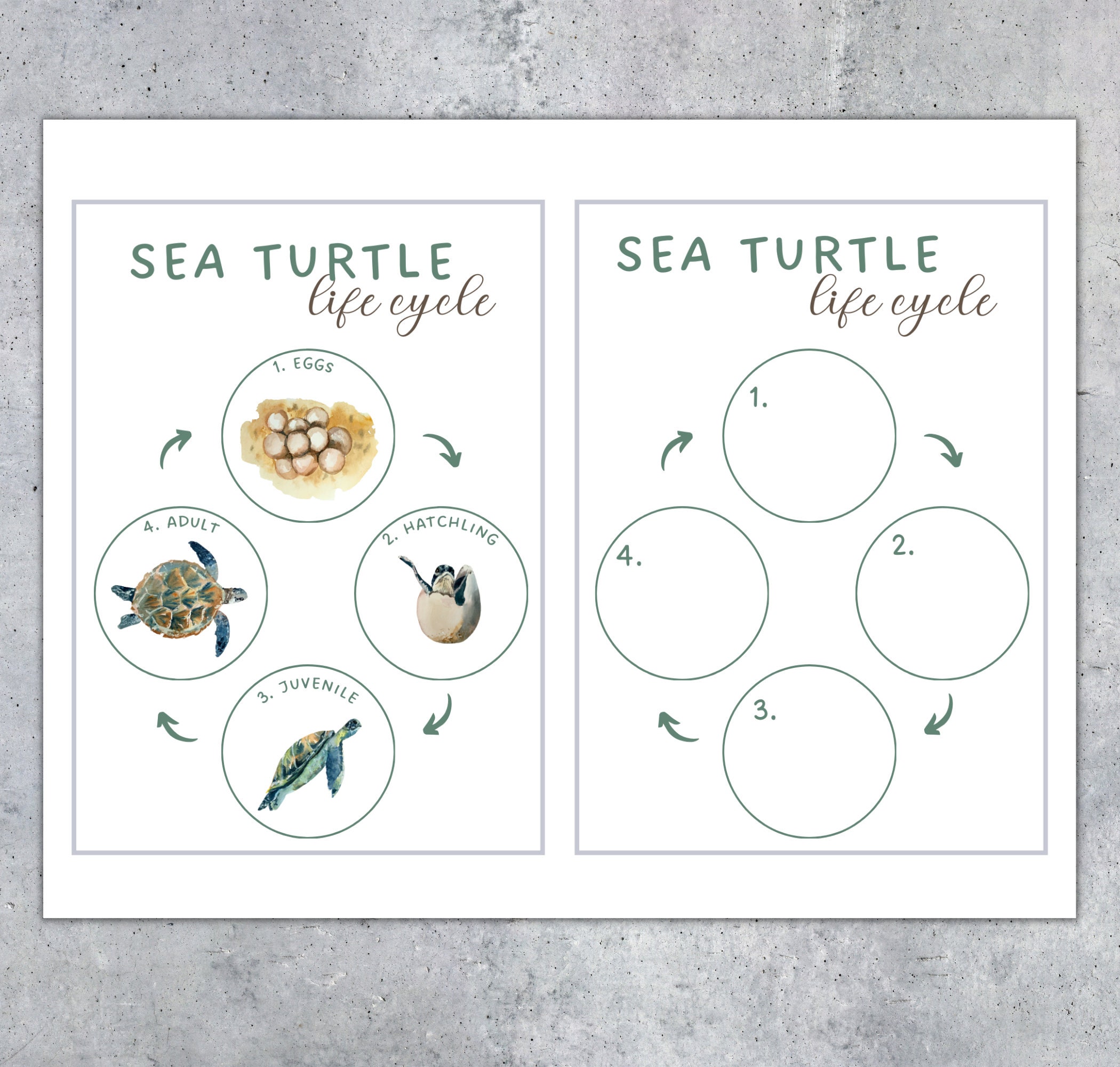 Fauna Life Cycle Printable 5x7" Flashcards and Matching Worksheets (5x7 ...