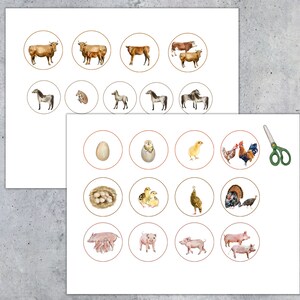 FARM ANIMALS Life Cycle Printable 5x7 Flashcards and Matching ...