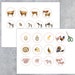 FARM ANIMALS Life Cycle Printable 5x7 Flashcards and Matching ...