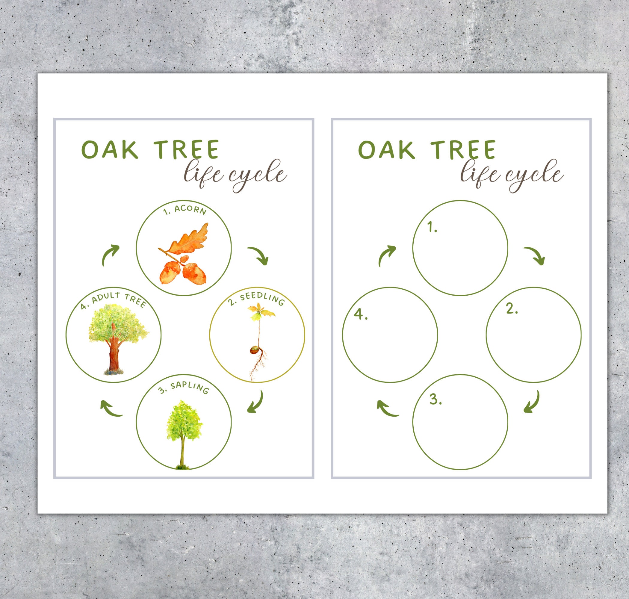 TREES Life Cycle Printable 5x7" Flashcards and Matching Worksheets (5x7 ...