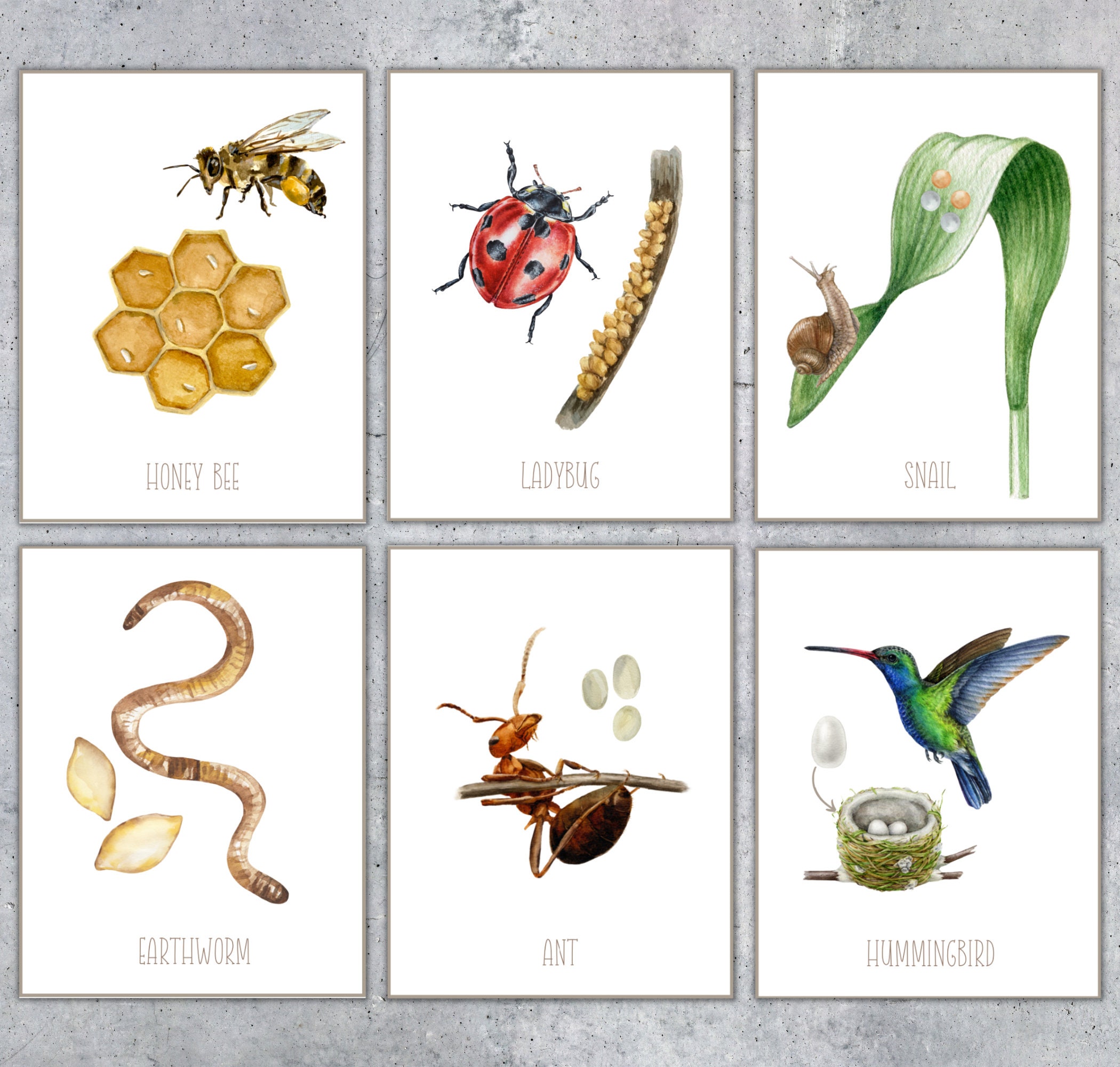 ANIMALS and Their EGGS Flashcards and Matching Activity, Oviparous ...