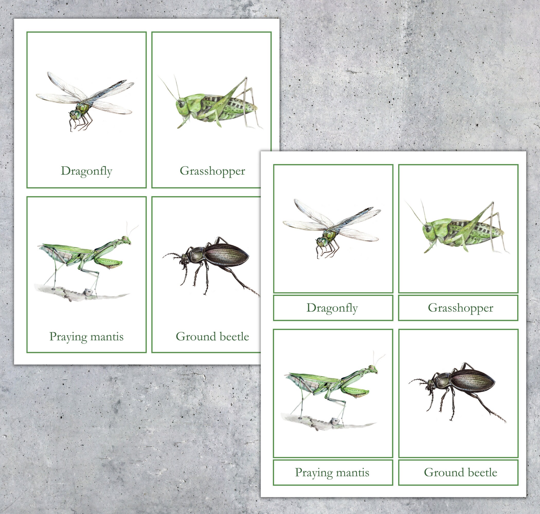 MINIBEASTS Montessori 3 Part Cards. Preschool Vocabulary Activity ...