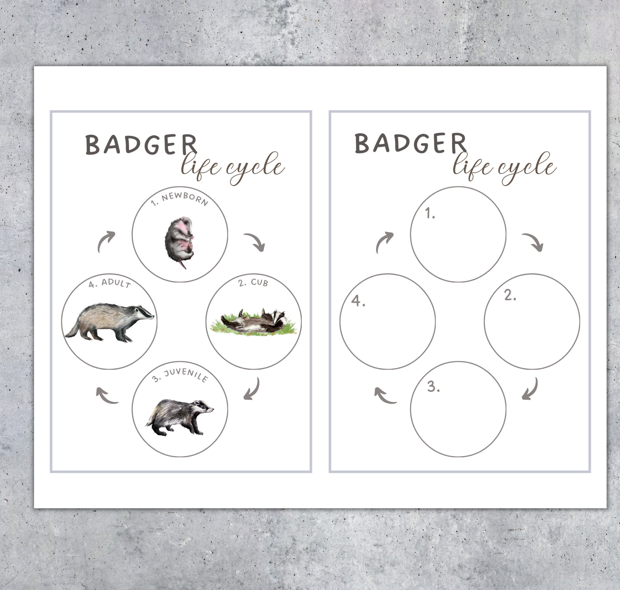 Fauna Life Cycle Printable 5x7 Flashcards and Matching Worksheets 5x7 ...