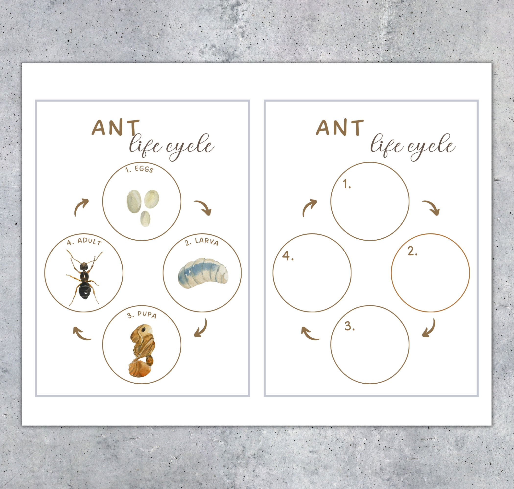 MINIBEASTS Life Cycle Printable 5x7 Flashcards and Matching Worksheets ...