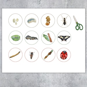 MINIBEASTS Life Cycle Printable 5x7 Flashcards and Matching Worksheets ...
