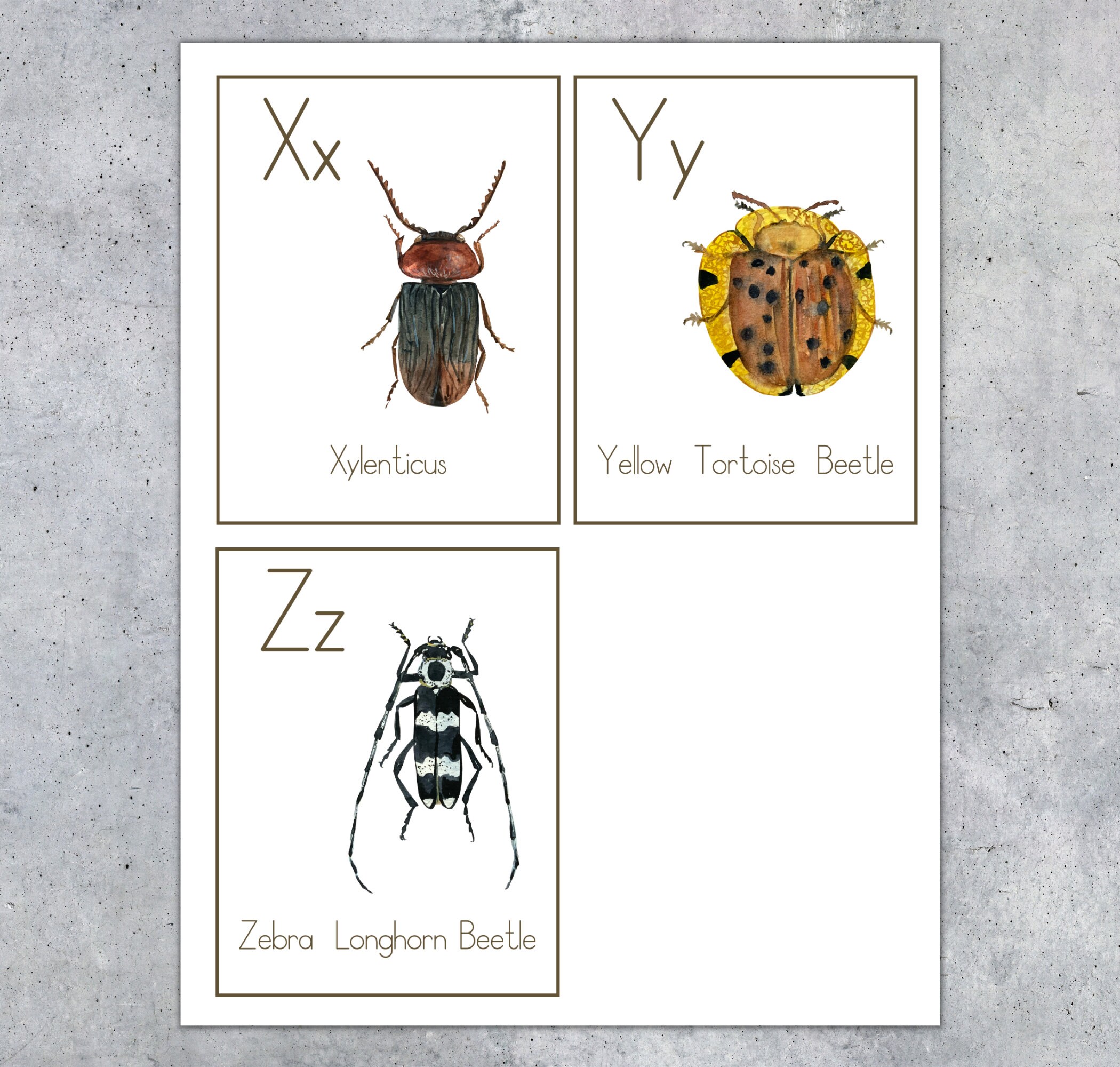 BEETLES Alphabet Flashcards. Watercolor Letter Cards. Kids Printable ...