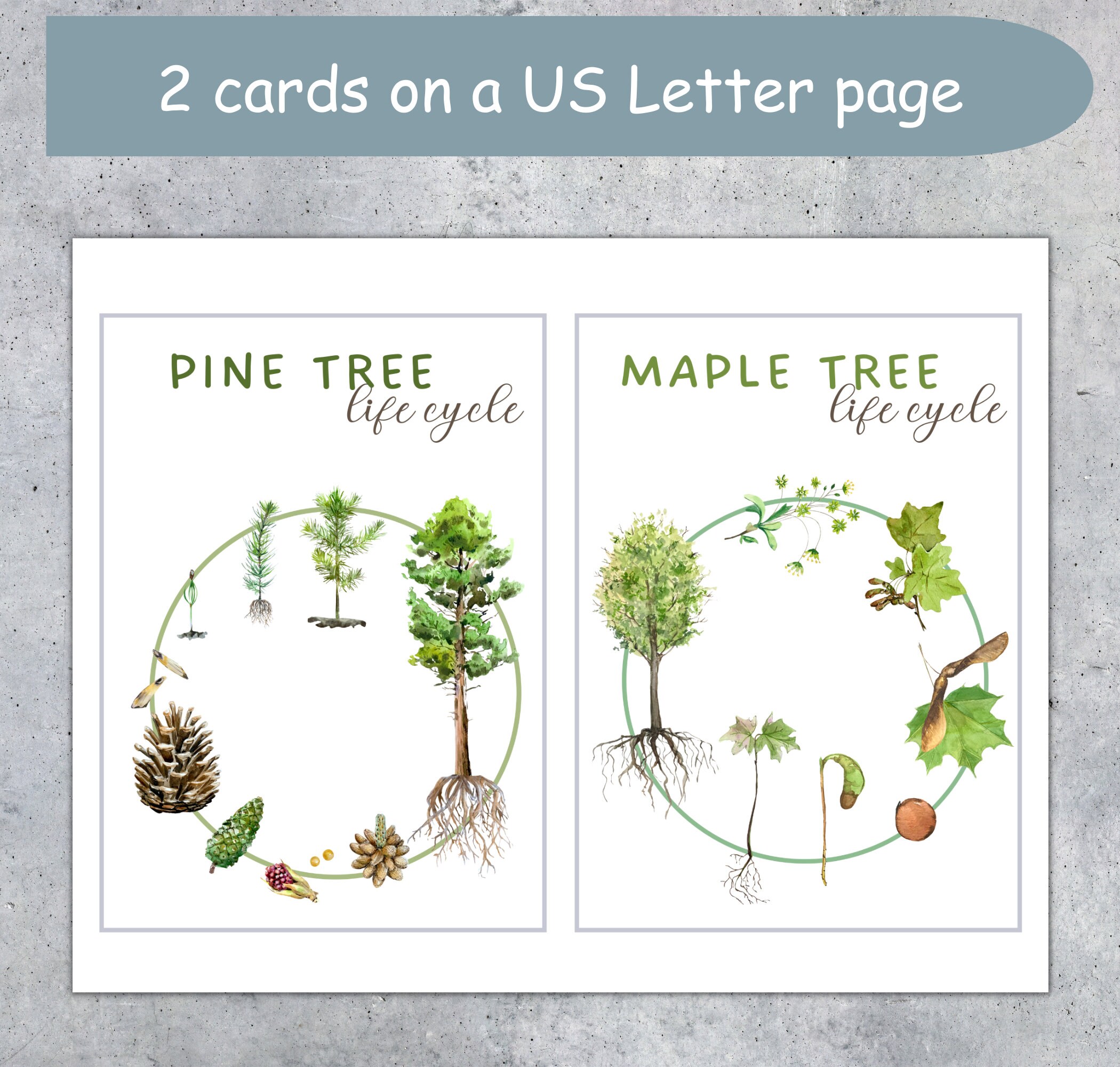 Life Cycle Printable 5x7 Flashcards. Montessori, Instant Download ...