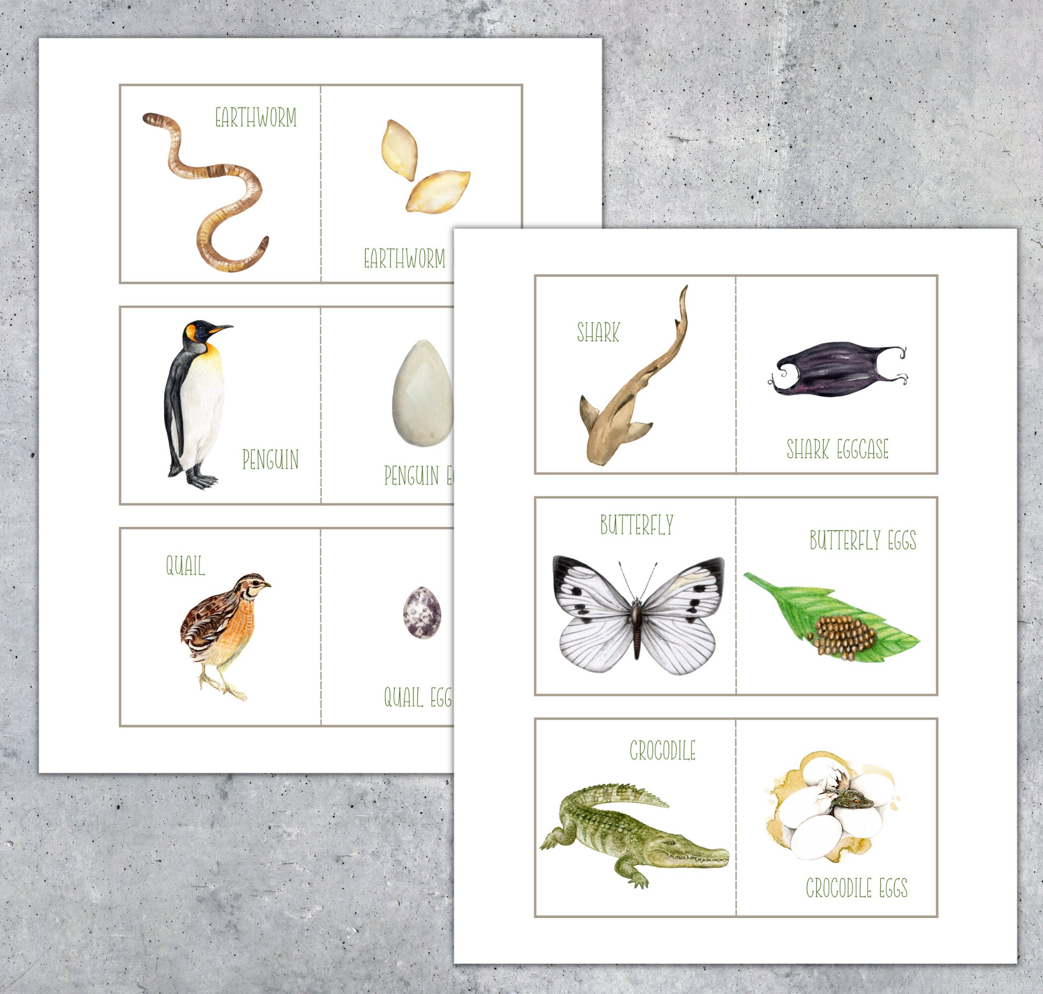 ANIMALS and Their EGGS Flashcards and Matching Activity, Oviparous ...
