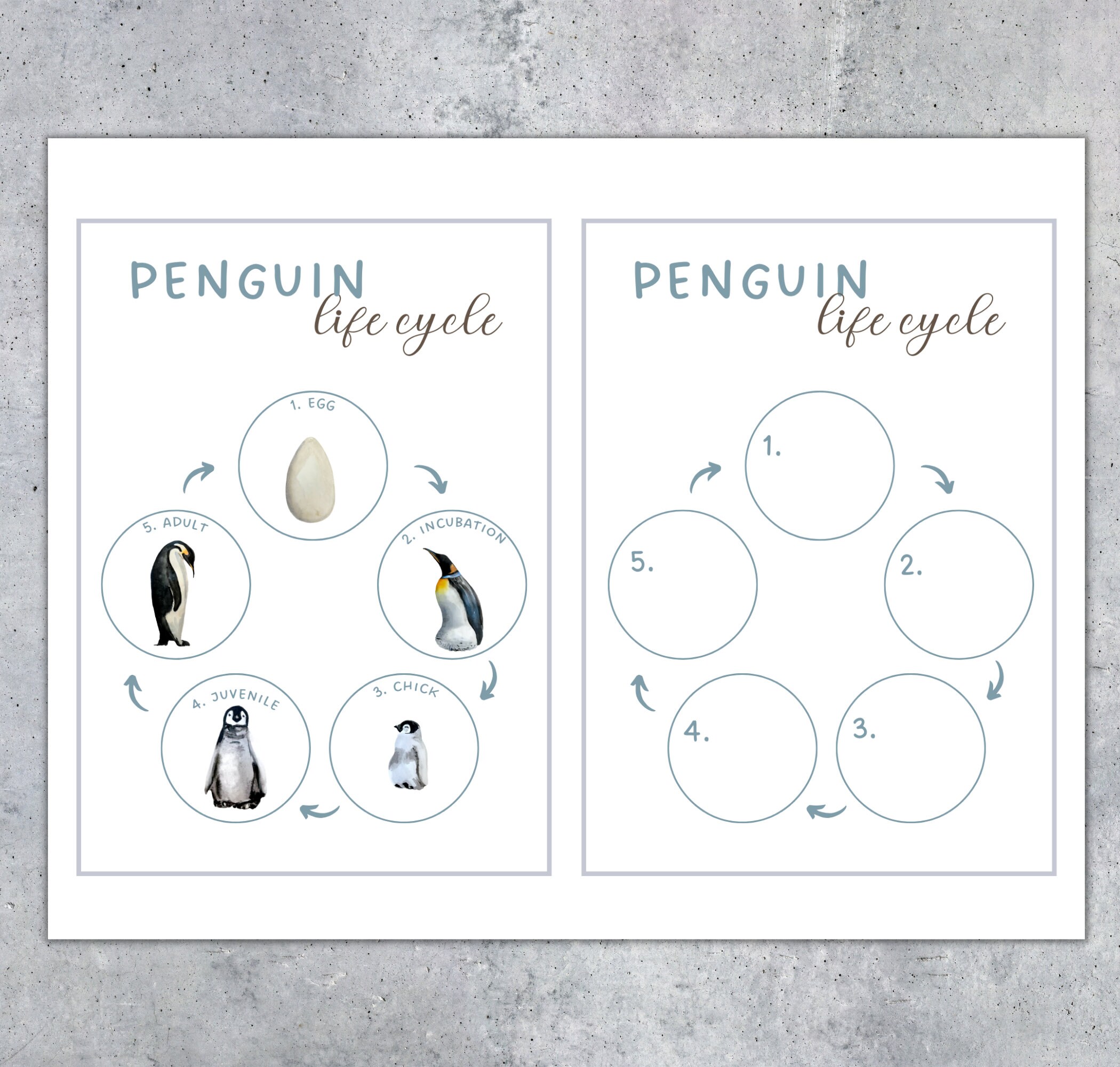 Fauna Life Cycle Printable 5x7" Flashcards and Matching Worksheets (5x7 ...