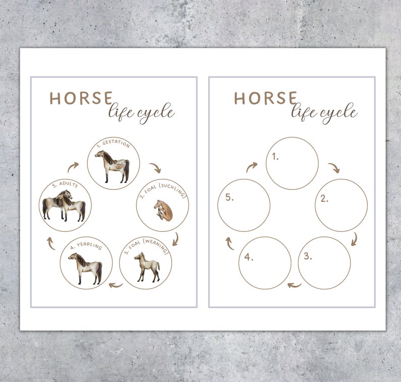 FARM ANIMALS Life Cycle Printable 5x7 Flashcards and Matching ...
