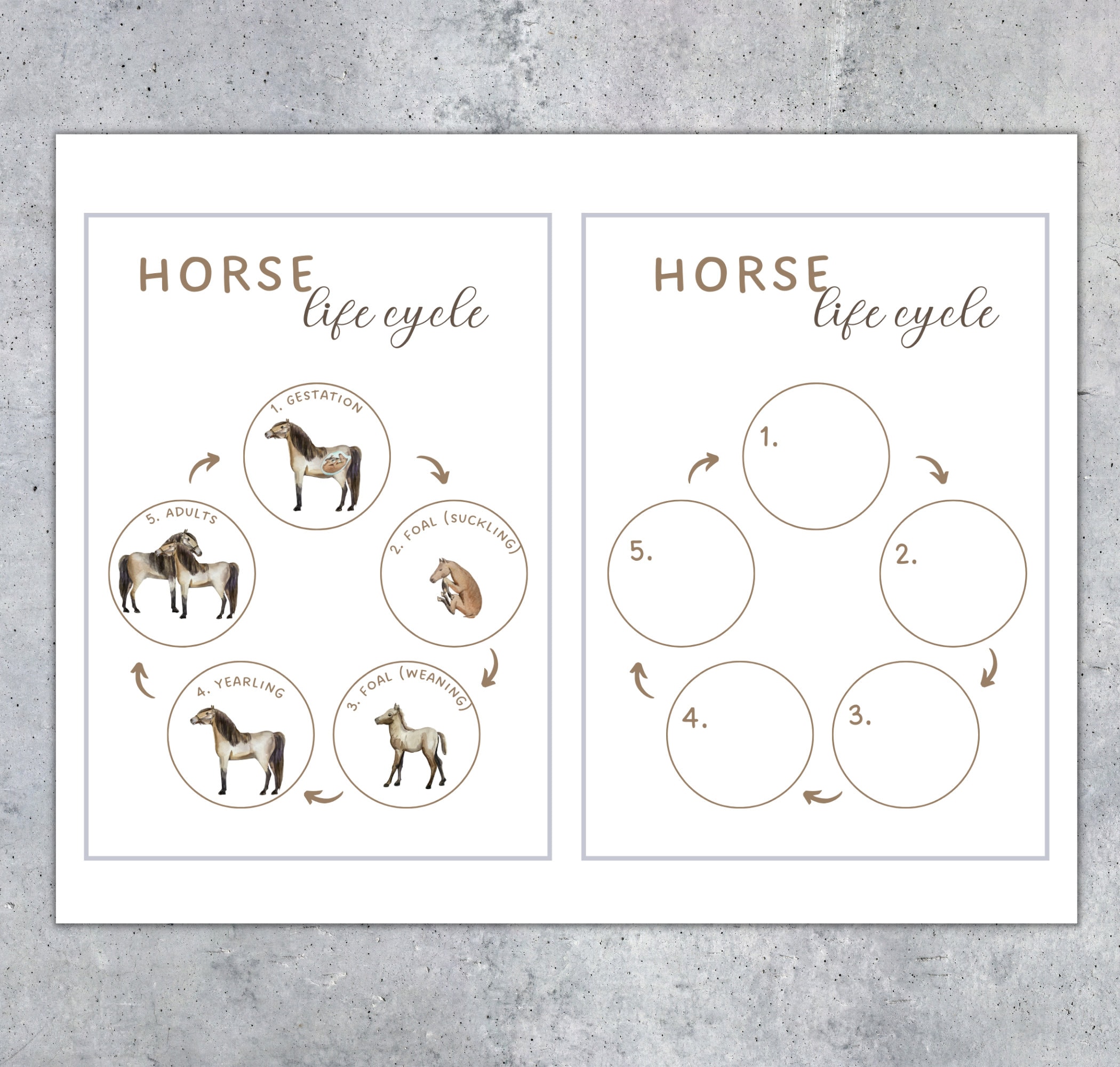 FARM ANIMALS Life Cycle Printable 5x7 Flashcards and Matching ...