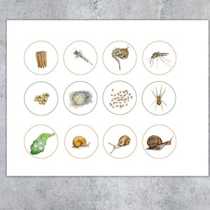 MINIBEASTS Life Cycle Printable 5x7" Flashcards and Matching Worksheets ...