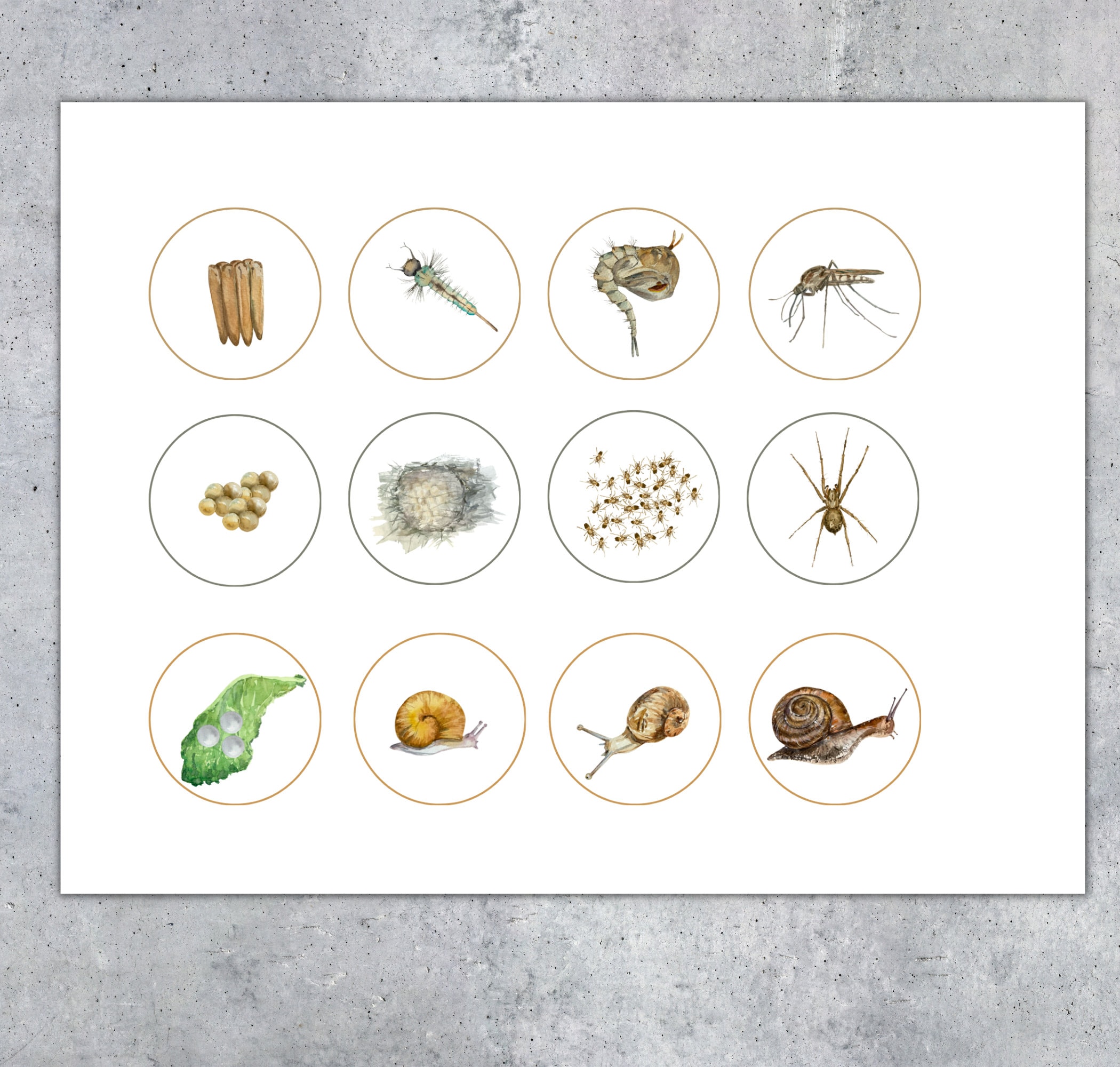MINIBEASTS Life Cycle Printable 5x7 Flashcards and Matching Worksheets ...